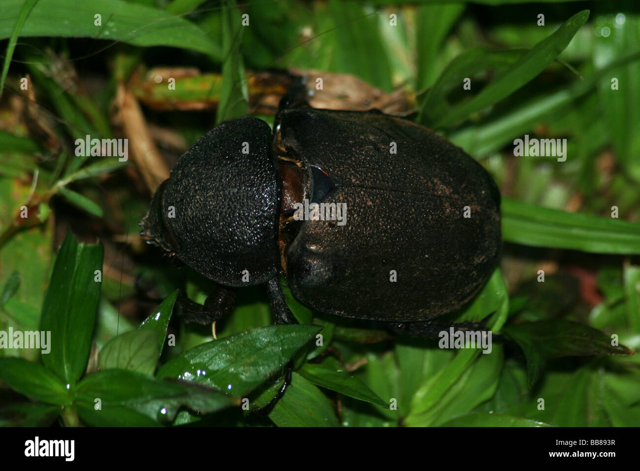 Borneo insect hi-res stock photography and images - Alamy