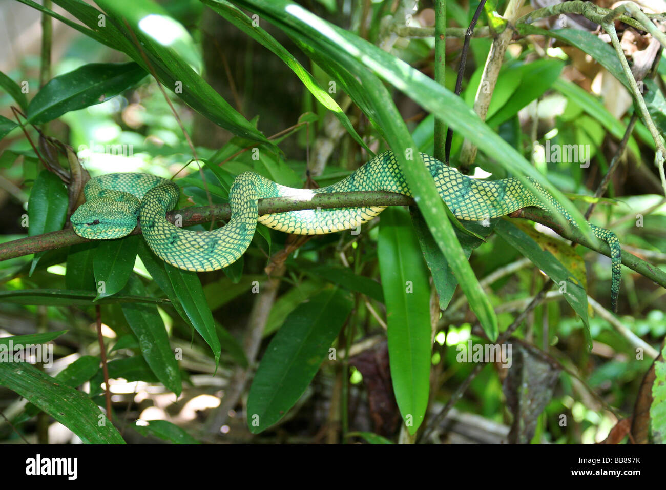 Pit viper of borneo hi-res stock photography and images - Alamy