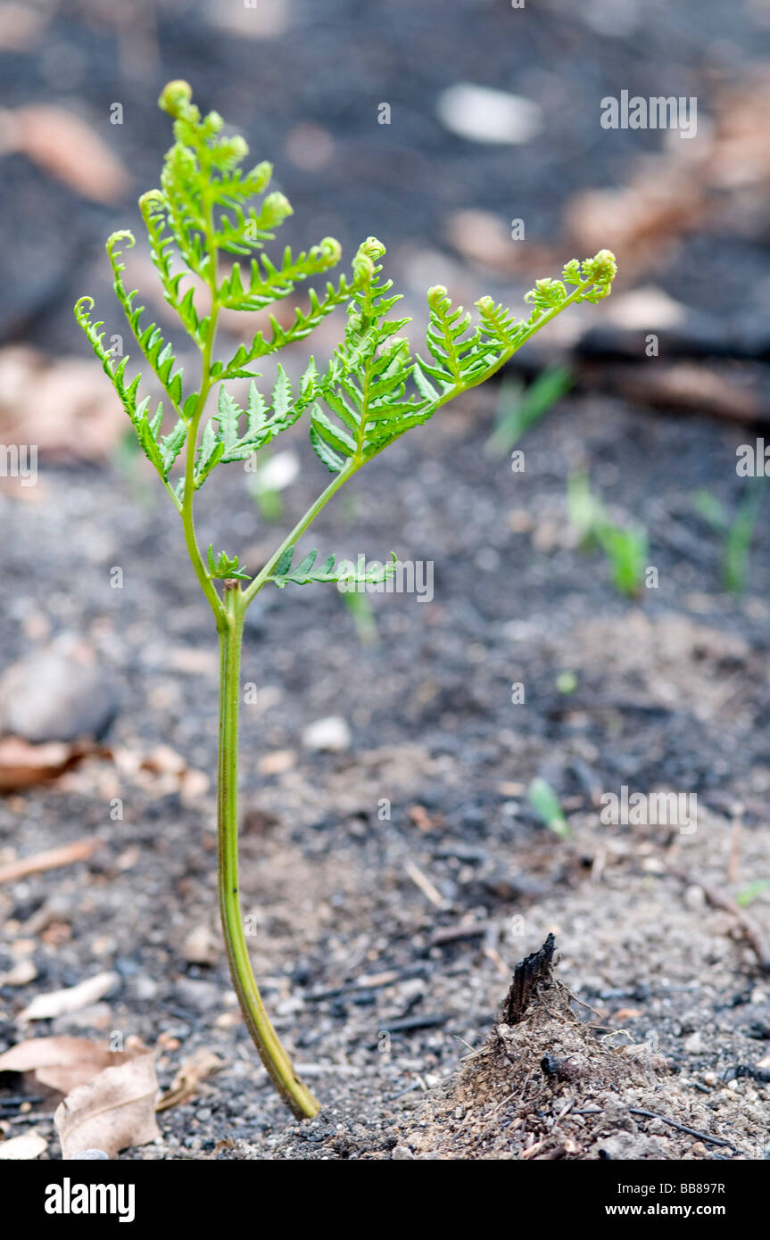 New green shoot growing from the burnt ground six weeks after a ...