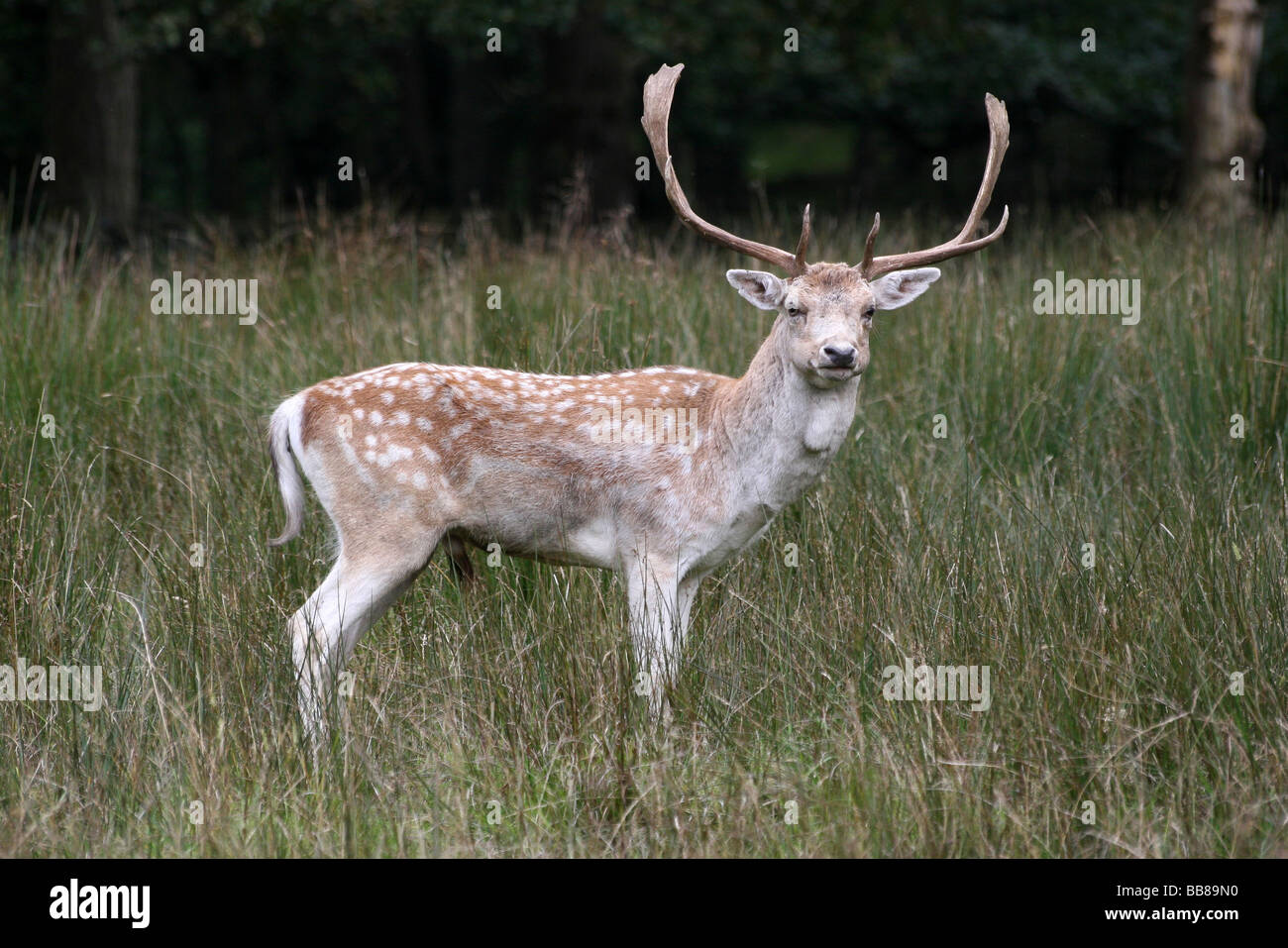 Menil Fallow Deer High Resolution Stock Photography and Images - Alamy