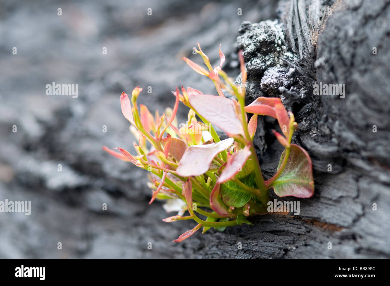 New Growth After Fire Stock Photos & New Growth After Fire Stock Images ...