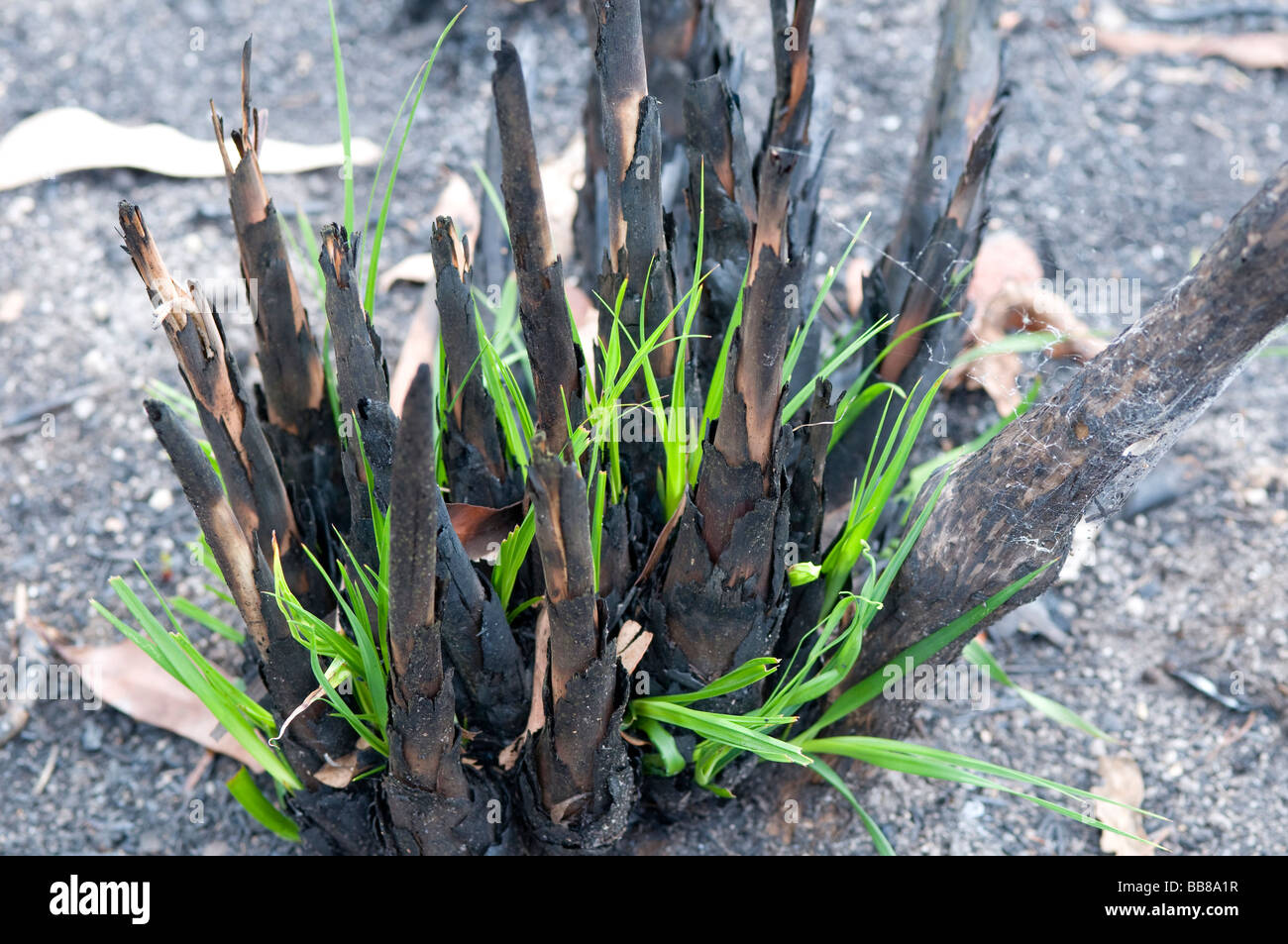 New green shoots growing from the burnt ground six weeks after a ...