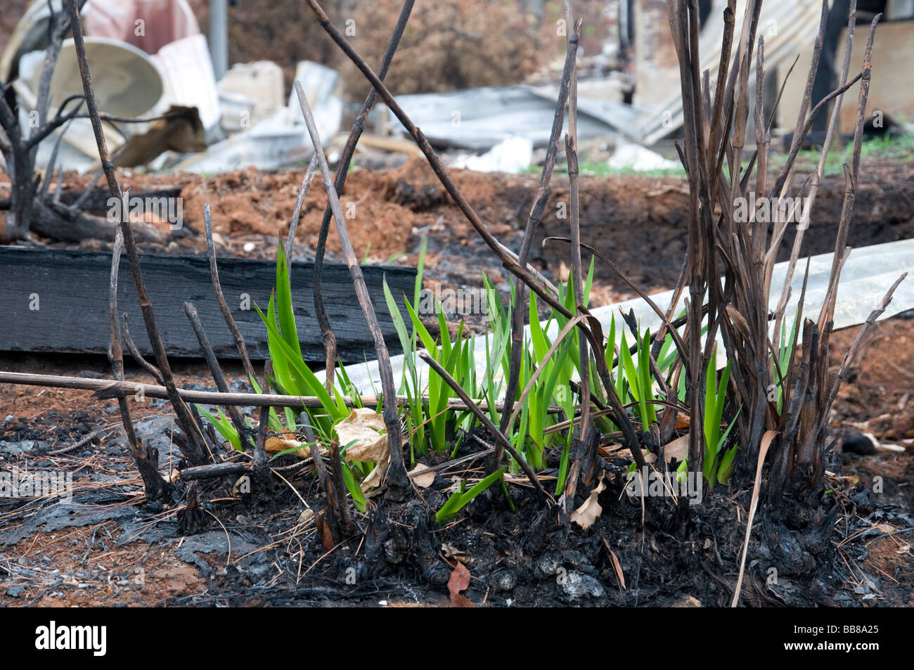 New green shoots growing from the burnt ground six weeks after a ...
