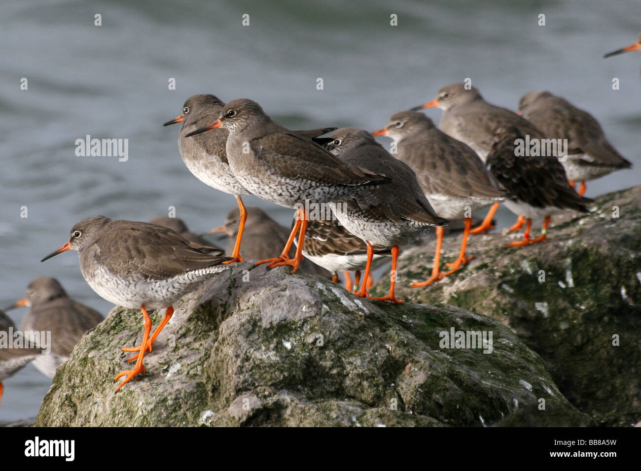 Europe agreement conservation of african eurasian migratory ...