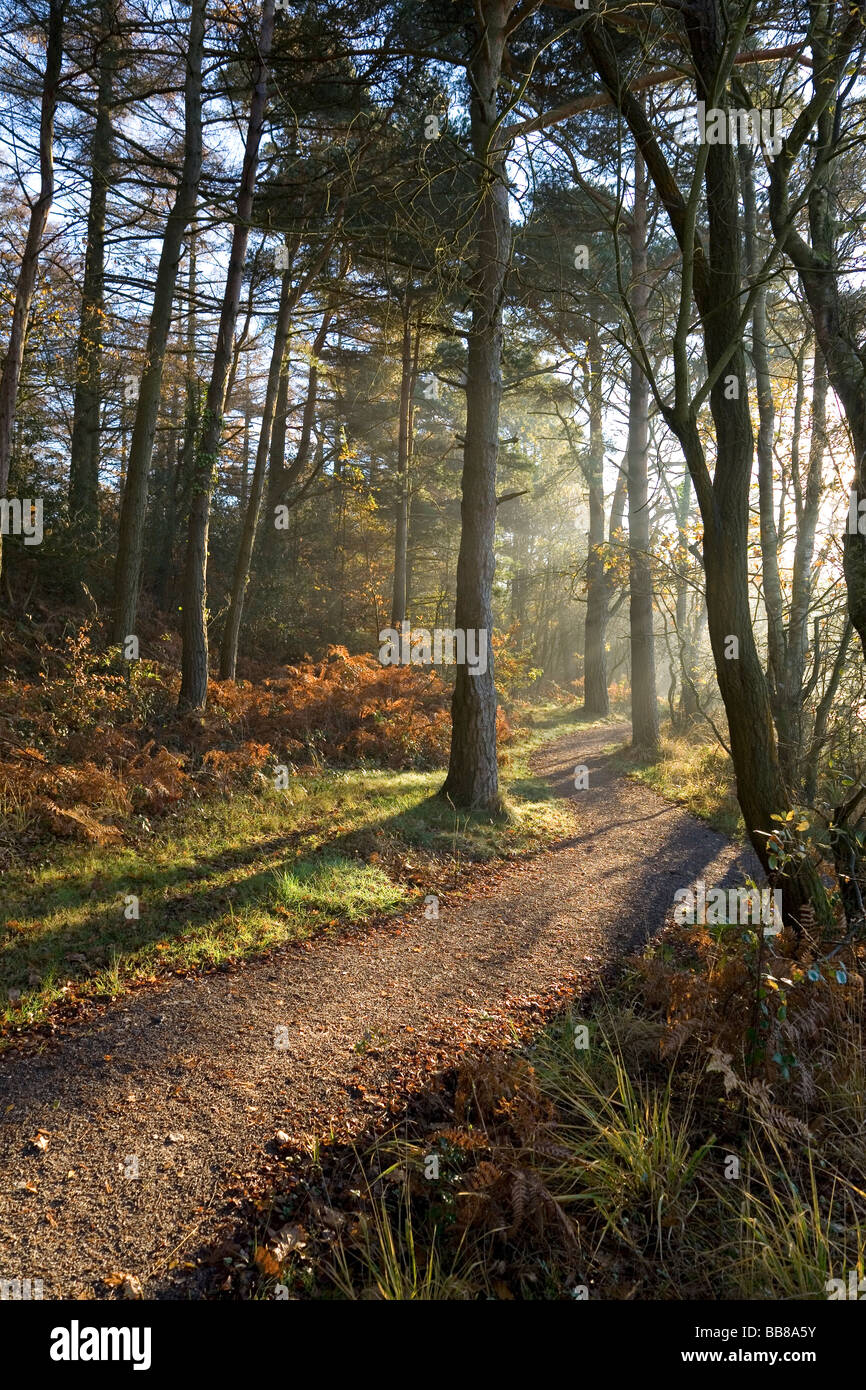 Morning sunlight sun hi-res stock photography and images - Alamy