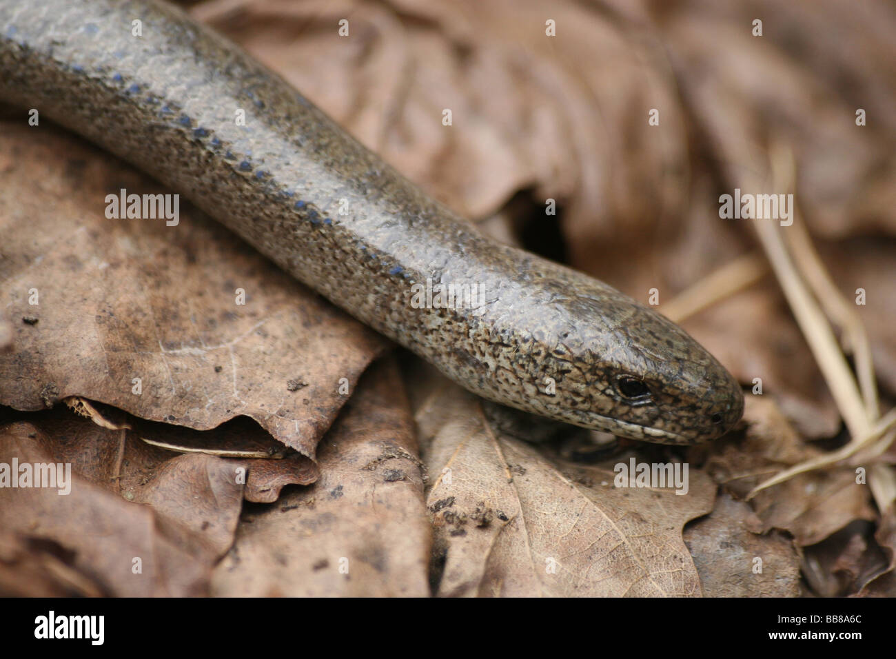 Close-up Of Head Of Male Slow-worm Anguis fragilis Taken in Cumbria, UK ...