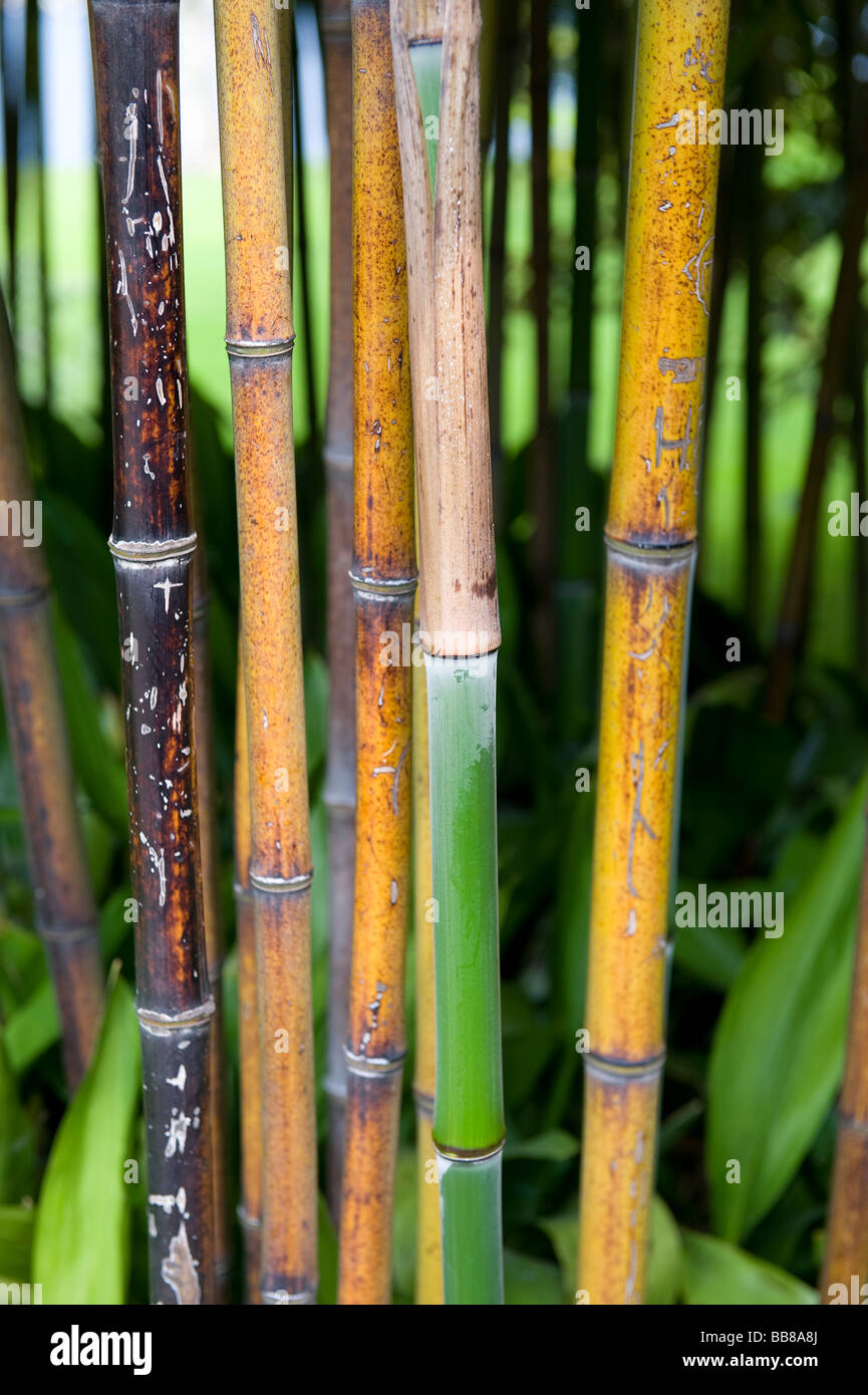 Colourful bamboo hi-res stock photography and images - Alamy