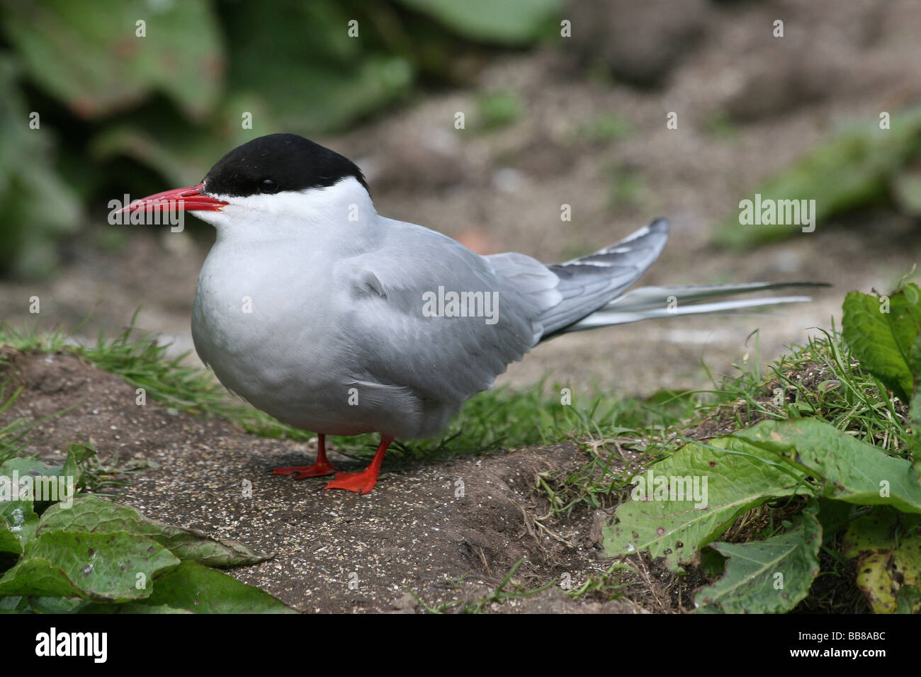 Arctic Tern Sterna paradisaea On Farne Islands, Northumberland, England ...