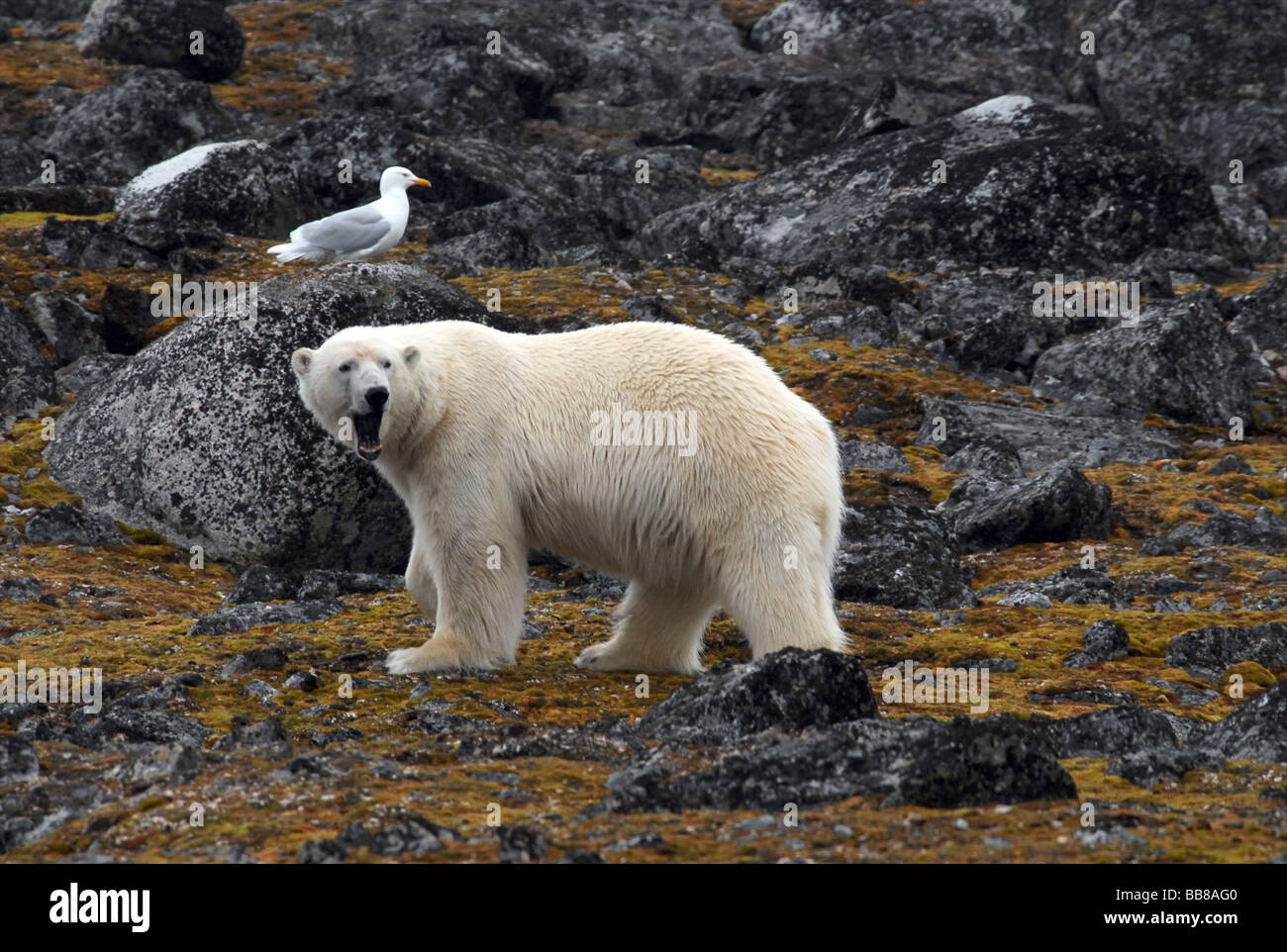 Polar bear foraging in the Tundra, Spitsbergen Stock Photo - Alamy