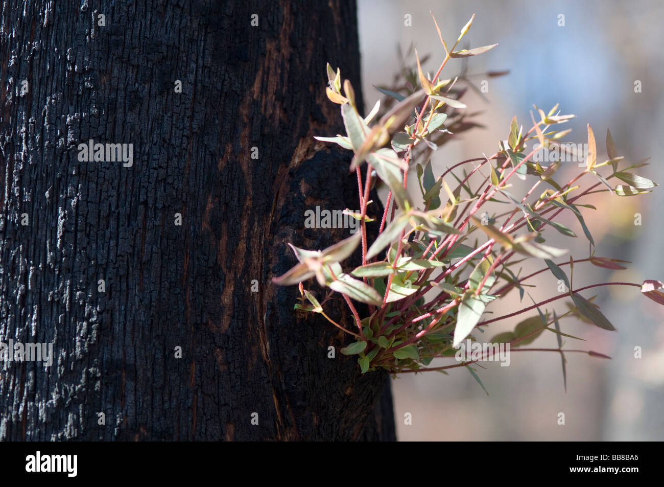Fire damaged tree showing new growth on the trunk six weeks after a ...