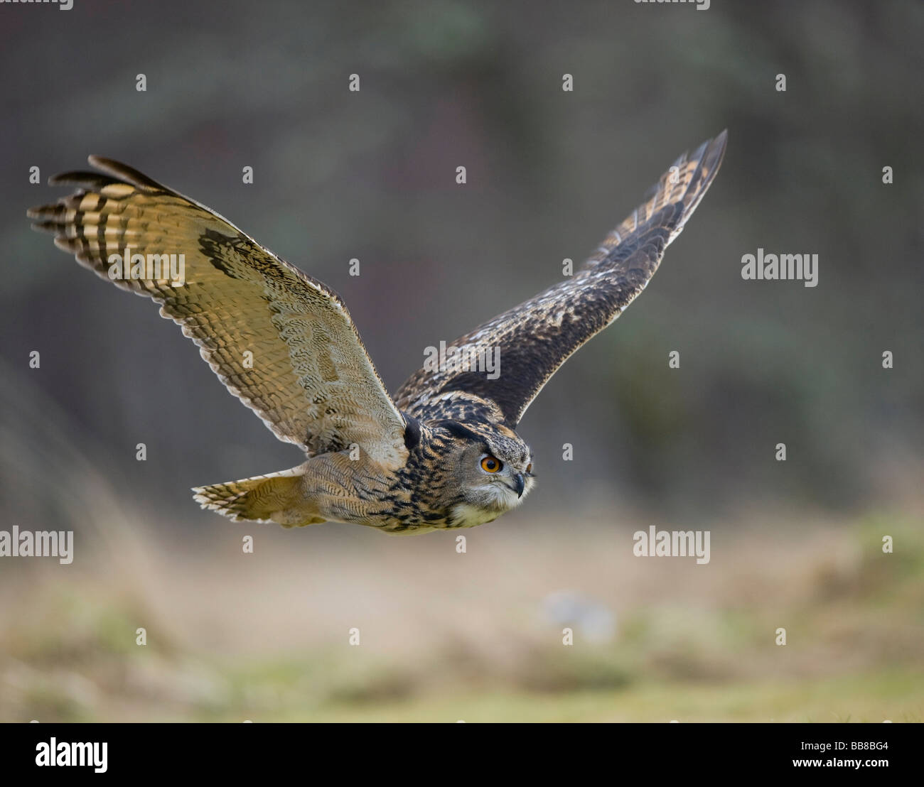 Eurasian Eagle Owl (Bubo bubo Stock Photo - Alamy