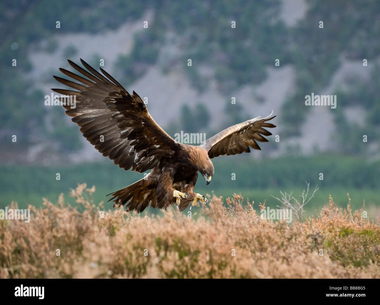 Golden Eagle (Aquila chrysaetos Stock Photo - Alamy