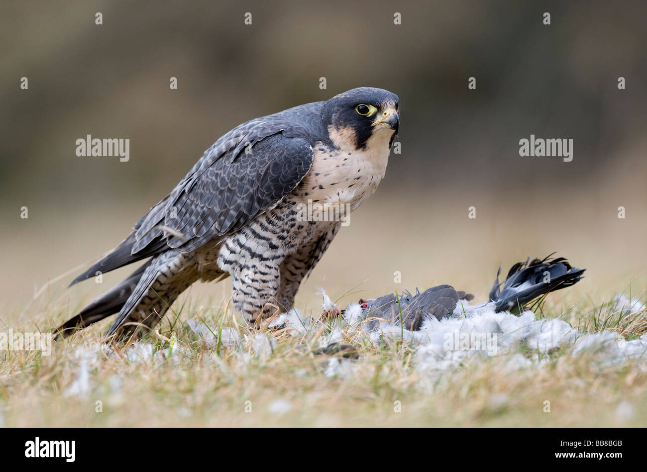Peregrine Falcon (Falco peregrinus Stock Photo - Alamy