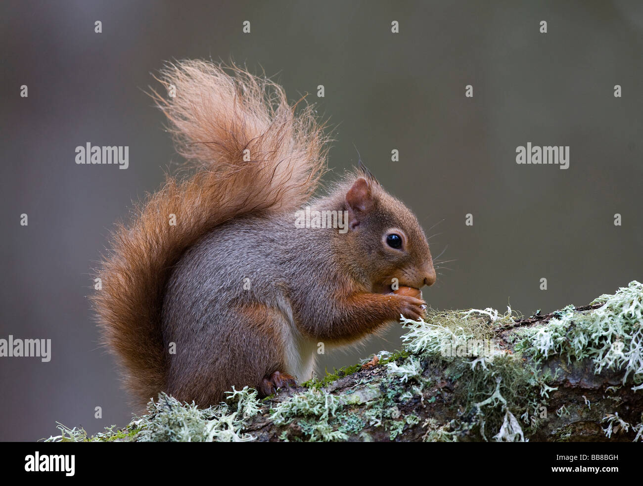 Red Squirrel (Sciurus vulgaris Stock Photo - Alamy