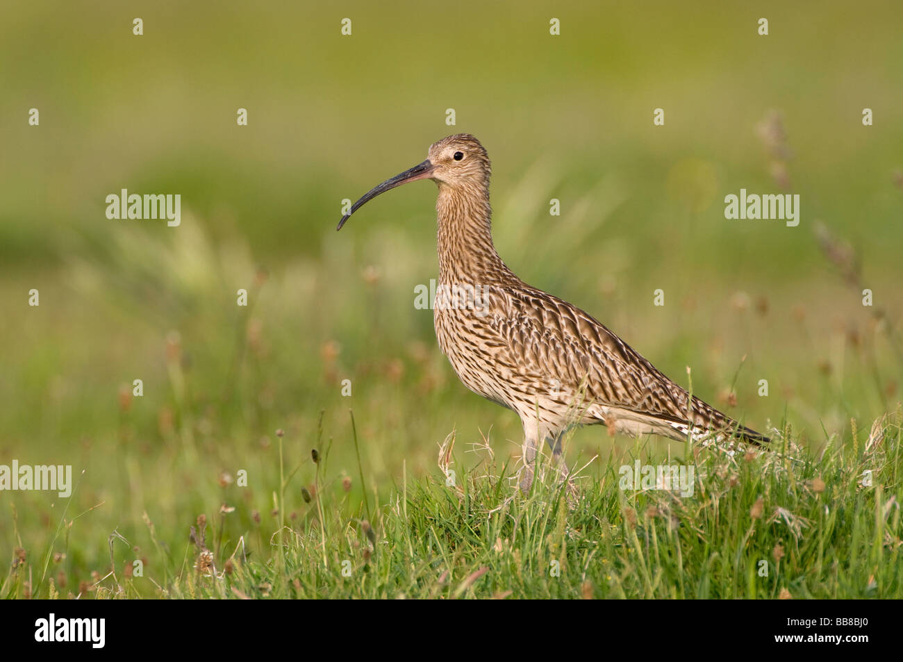 Eurasian Curlew (Numenius arquata Stock Photo - Alamy