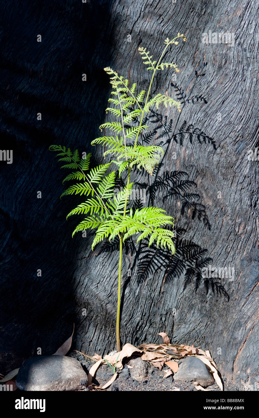 New shoot growing from tree hi-res stock photography and images - Alamy