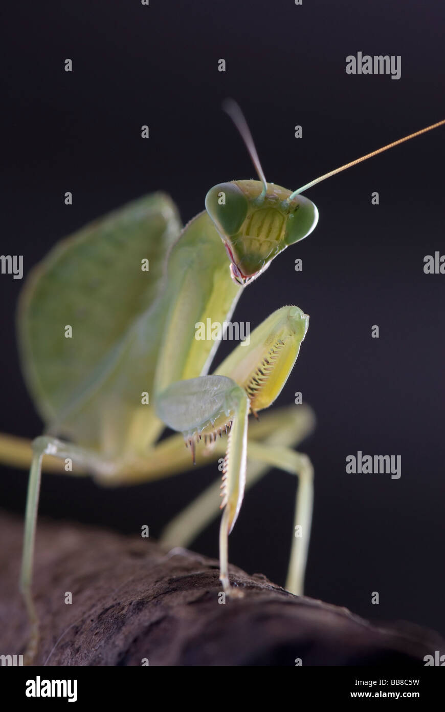 Praying Mantis against a dark background Stock Photo - Alamy
