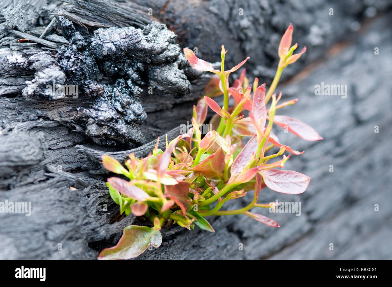 Fire damaged tree showing new growth on the trunk six weeks after a ...