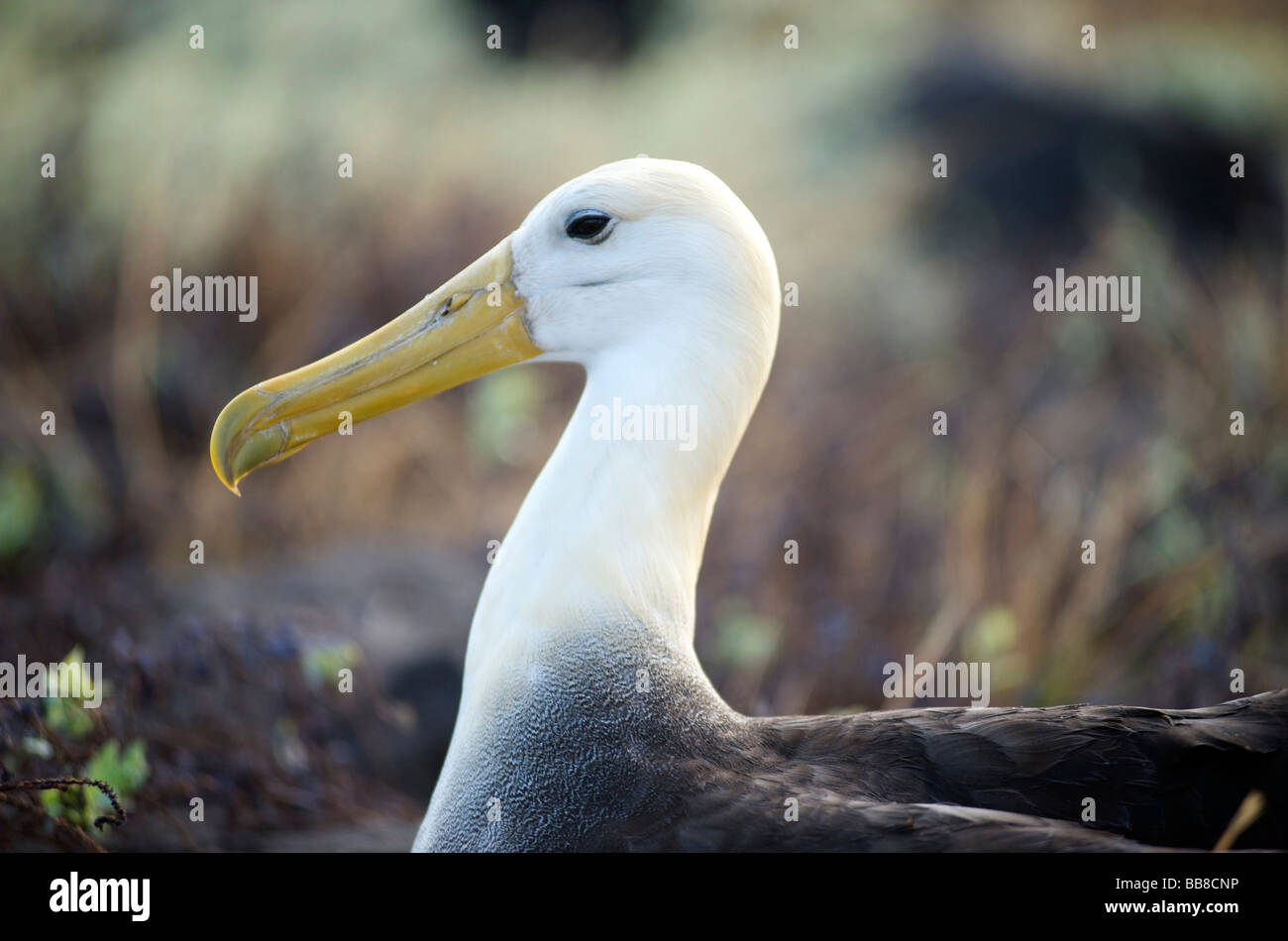 Albatross head hi-res stock photography and images - Alamy