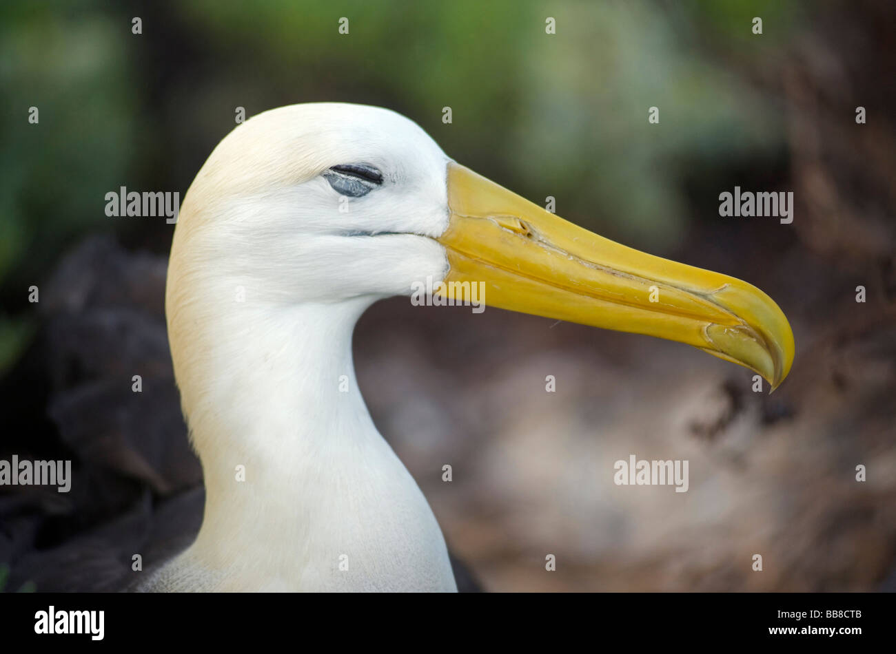 Albatross head hi-res stock photography and images - Alamy