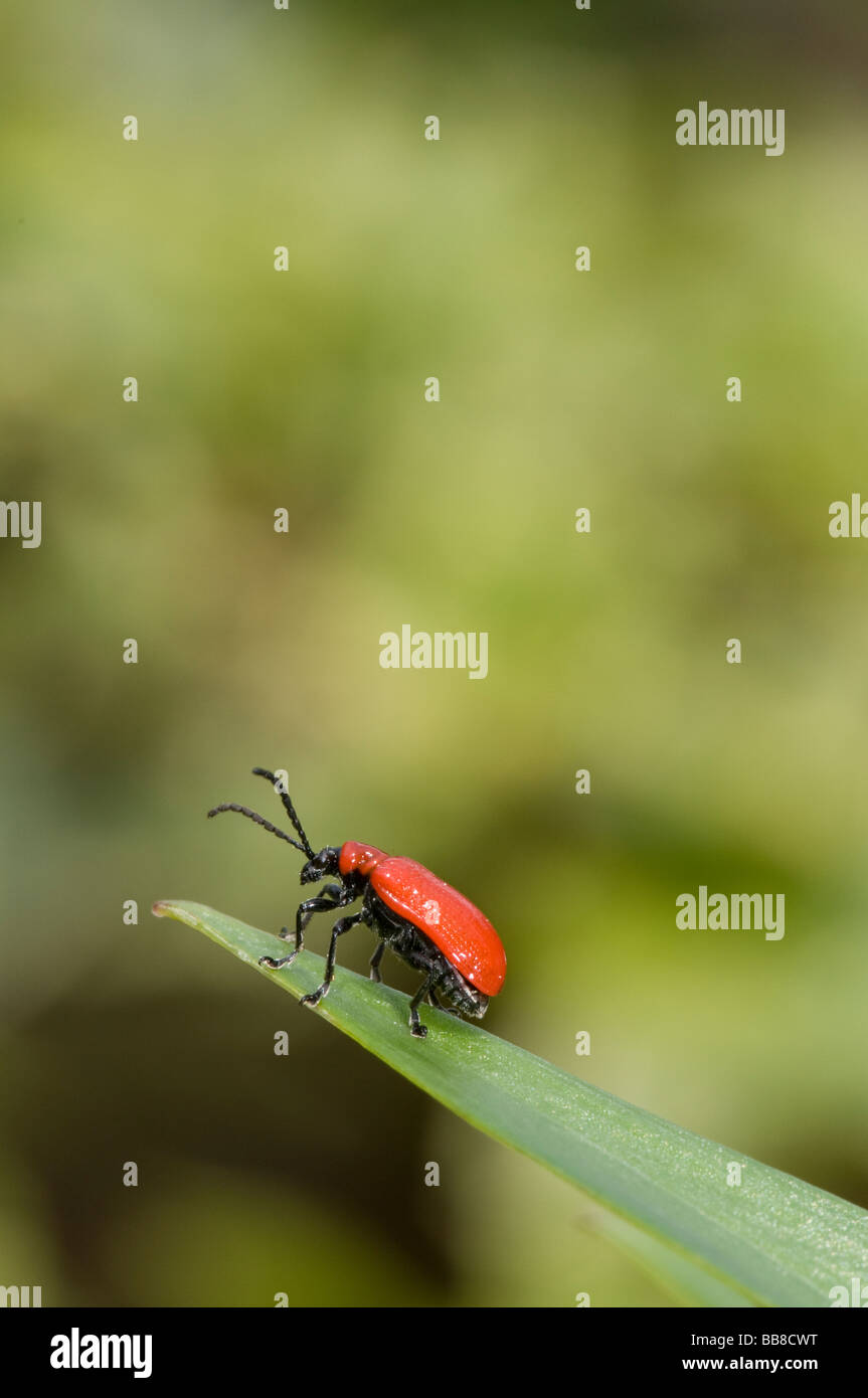 Lily Beetle Stock Photos & Lily Beetle Stock Images - Alamy