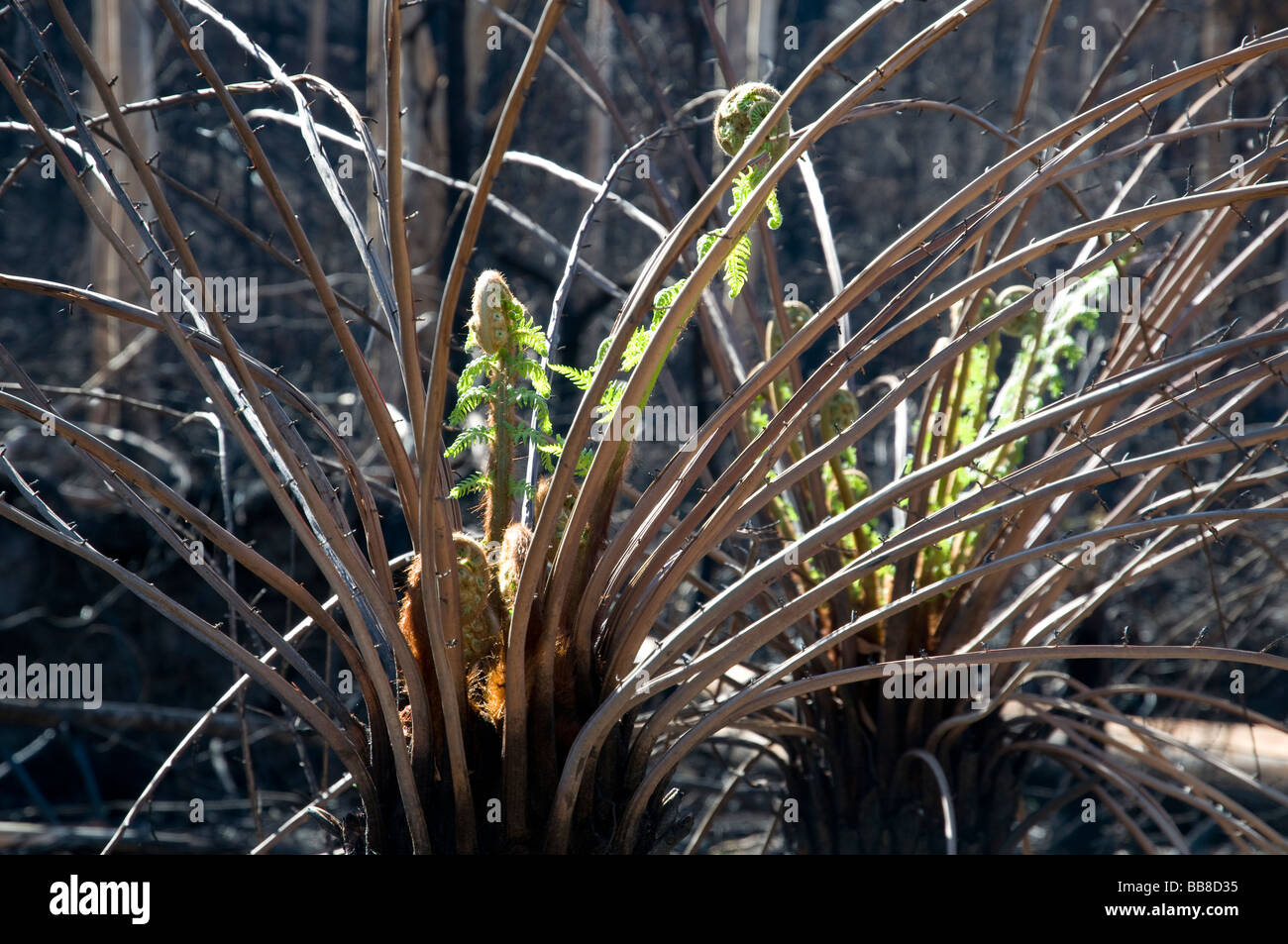 Green shoots growing from a burnt tree ferns six weeks after a bushfire ...