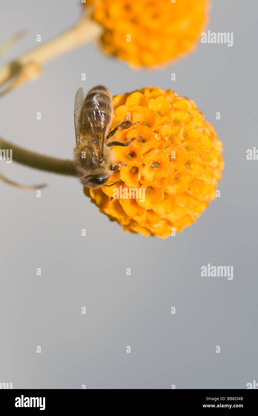 A lone honey bee on a Buddleja globosa flower Stock Photo - Alamy