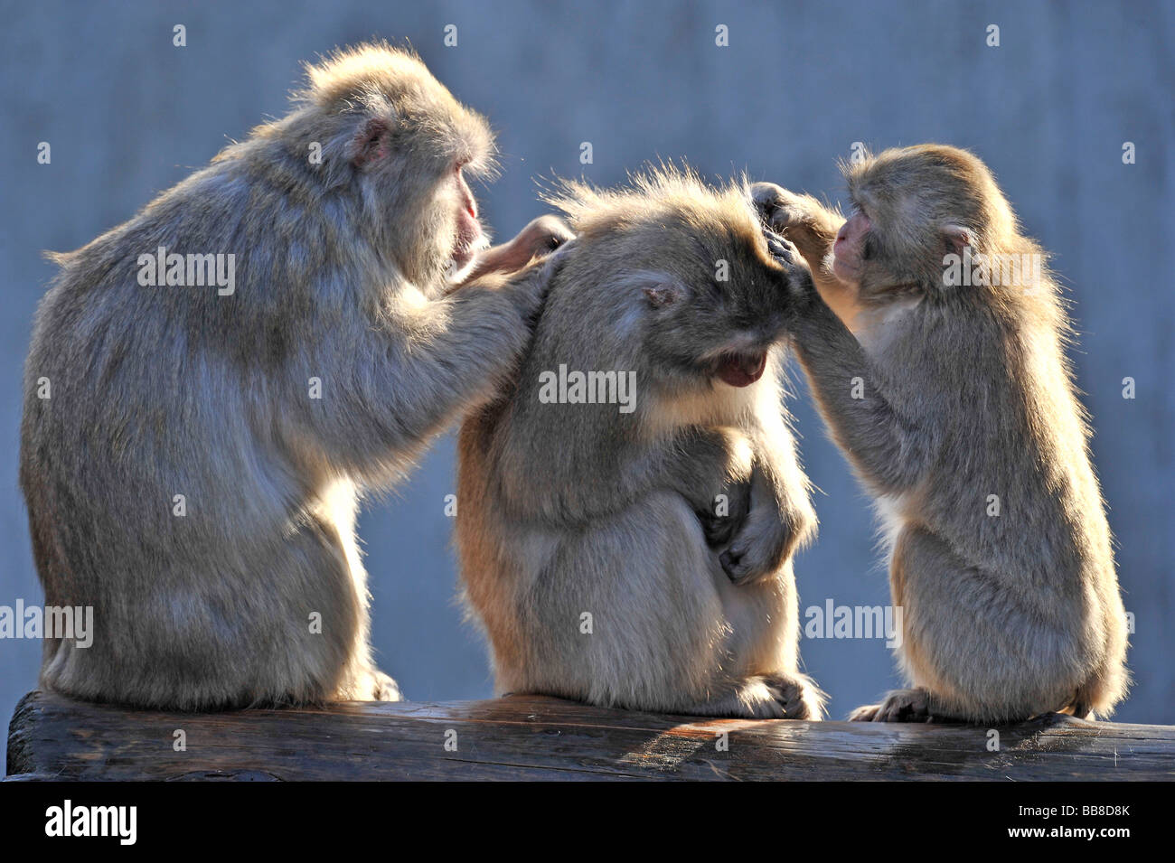 Japanese macaques grooming hi-res stock photography and images - Alamy