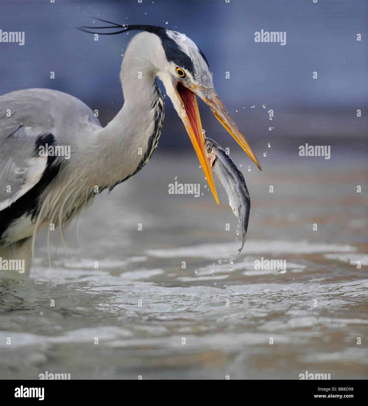 Grey heron eating fish hi-res stock photography and images - Alamy