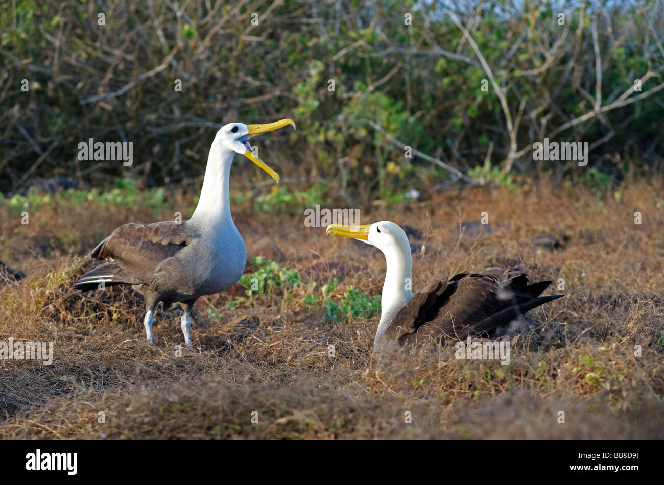 Breeding ritual hi-res stock photography and images - Alamy