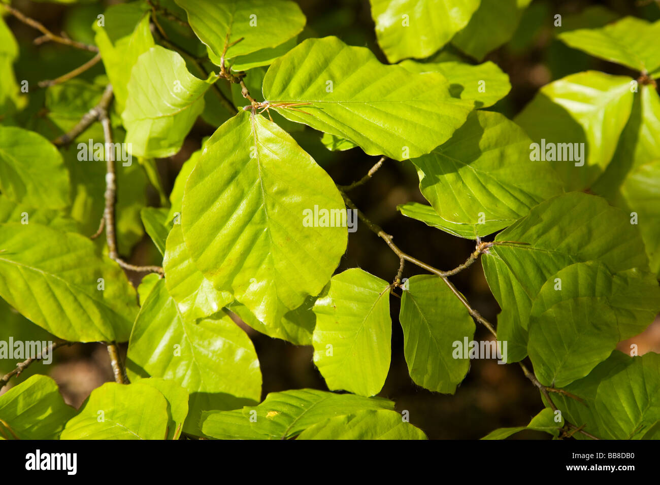 Young beech leaves hi-res stock photography and images - Alamy