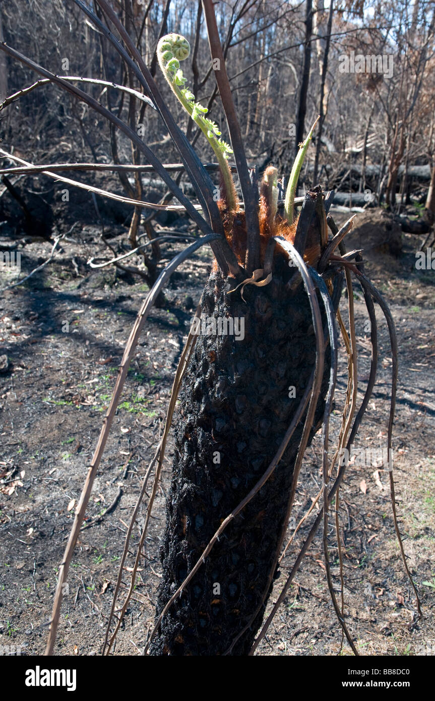 Green shoot growing from a burnt tree fern six weeks after a bushfire ...