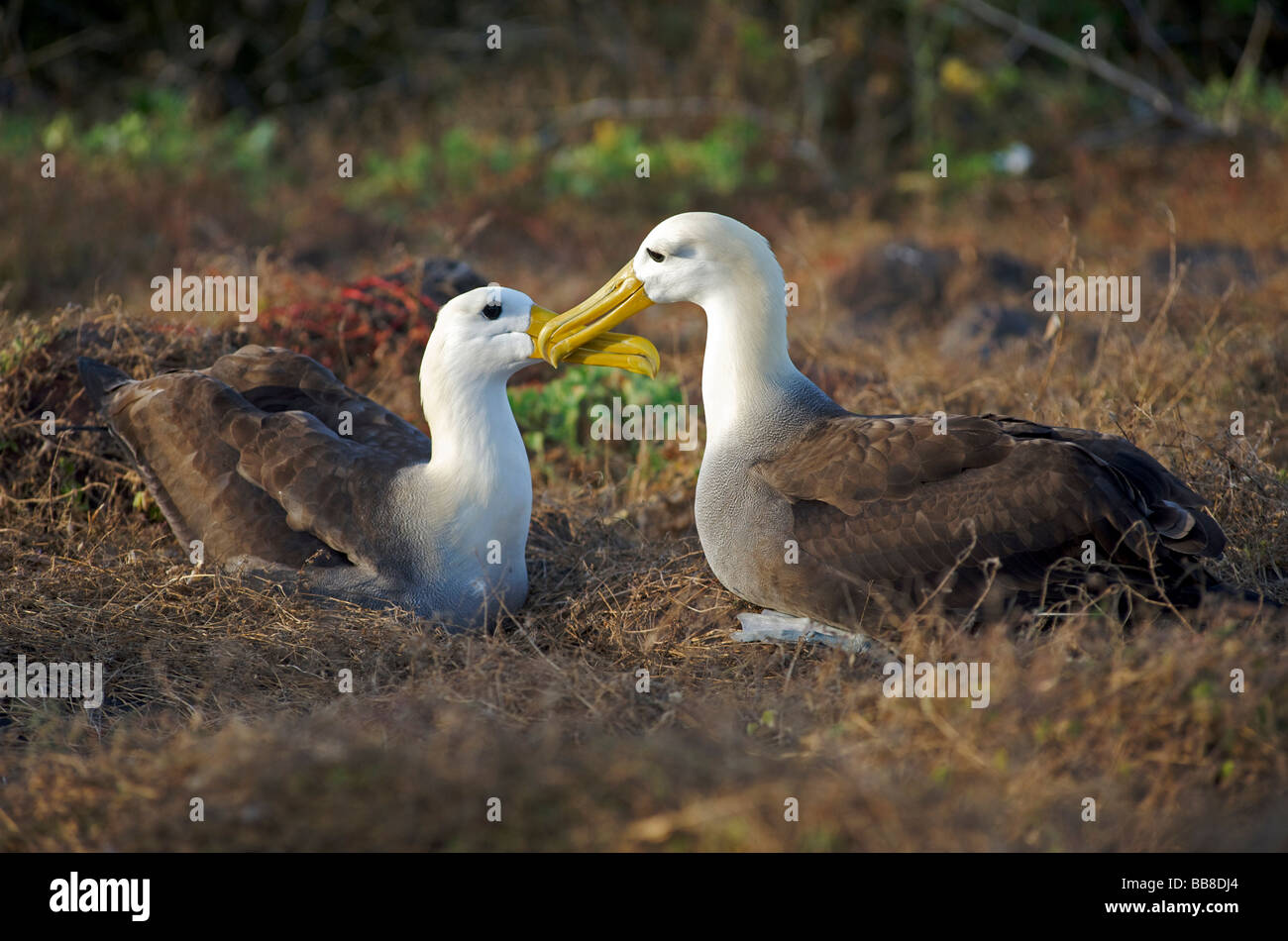 Pair of Waved Albatross birds doing courtship ritual display on ground ...