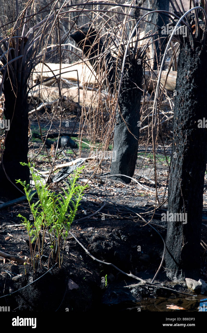 Green shoots growing from burnt tree ferns six weeks after a bushfire ...