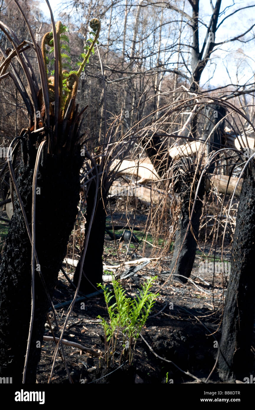 Green shoots growing from burnt tree ferns six weeks after a bushfire ...