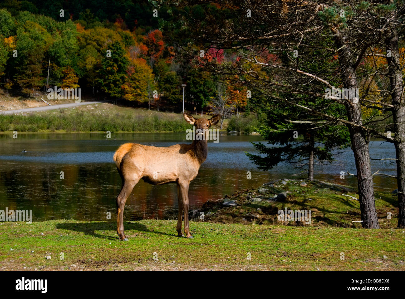 Wapiti hi-res stock photography and images - Alamy