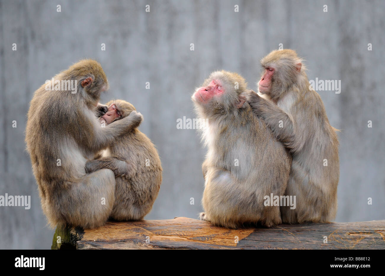 Japanese makake hi-res stock photography and images - Alamy