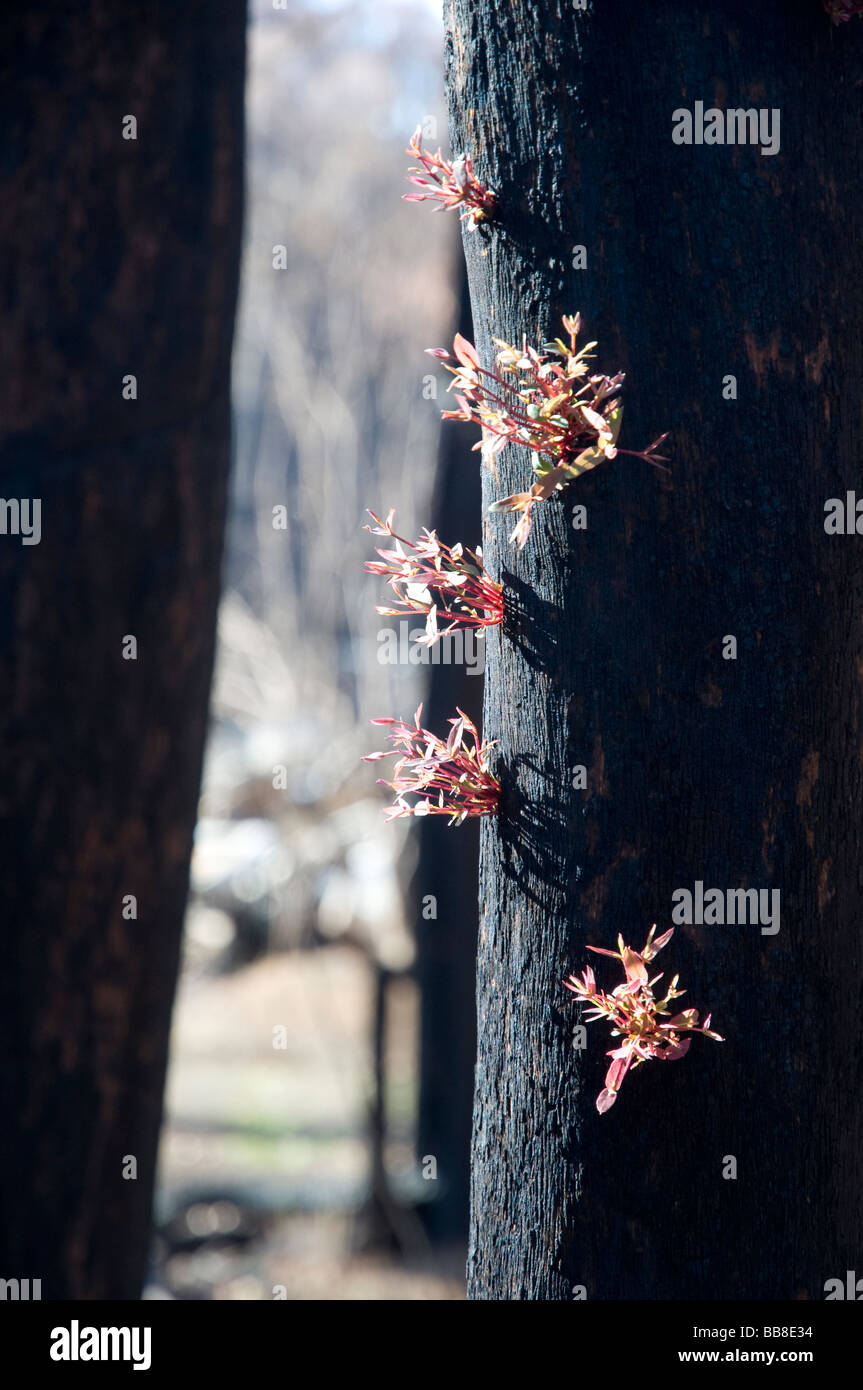Fire damaged tree showing new growth on the trunk six weeks after a ...