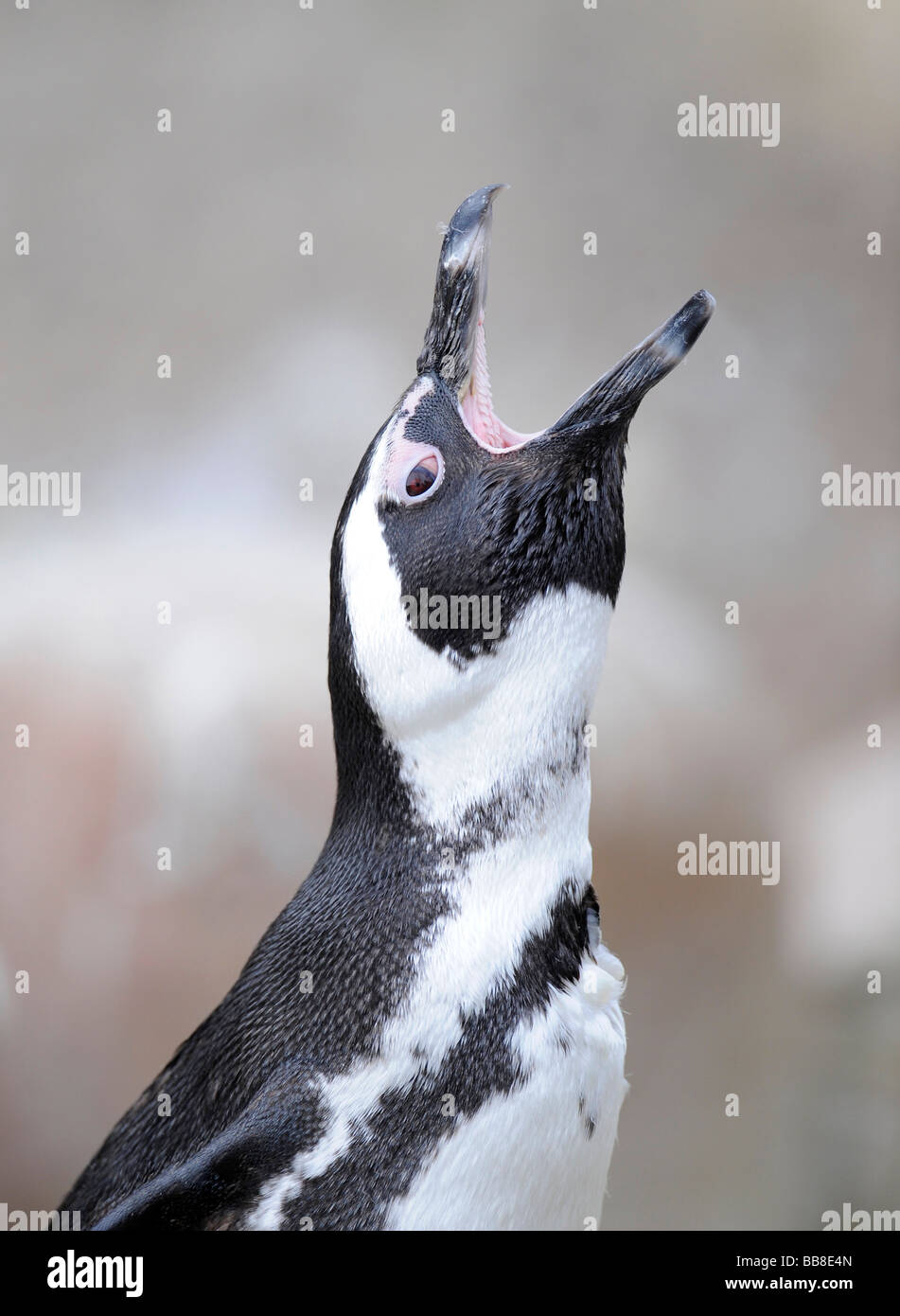 Penguin with beak open hi-res stock photography and images - Alamy