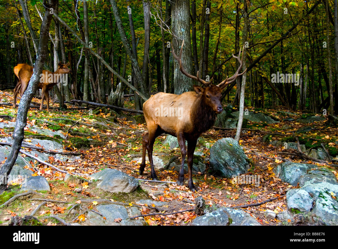 Wapiti hi-res stock photography and images - Alamy
