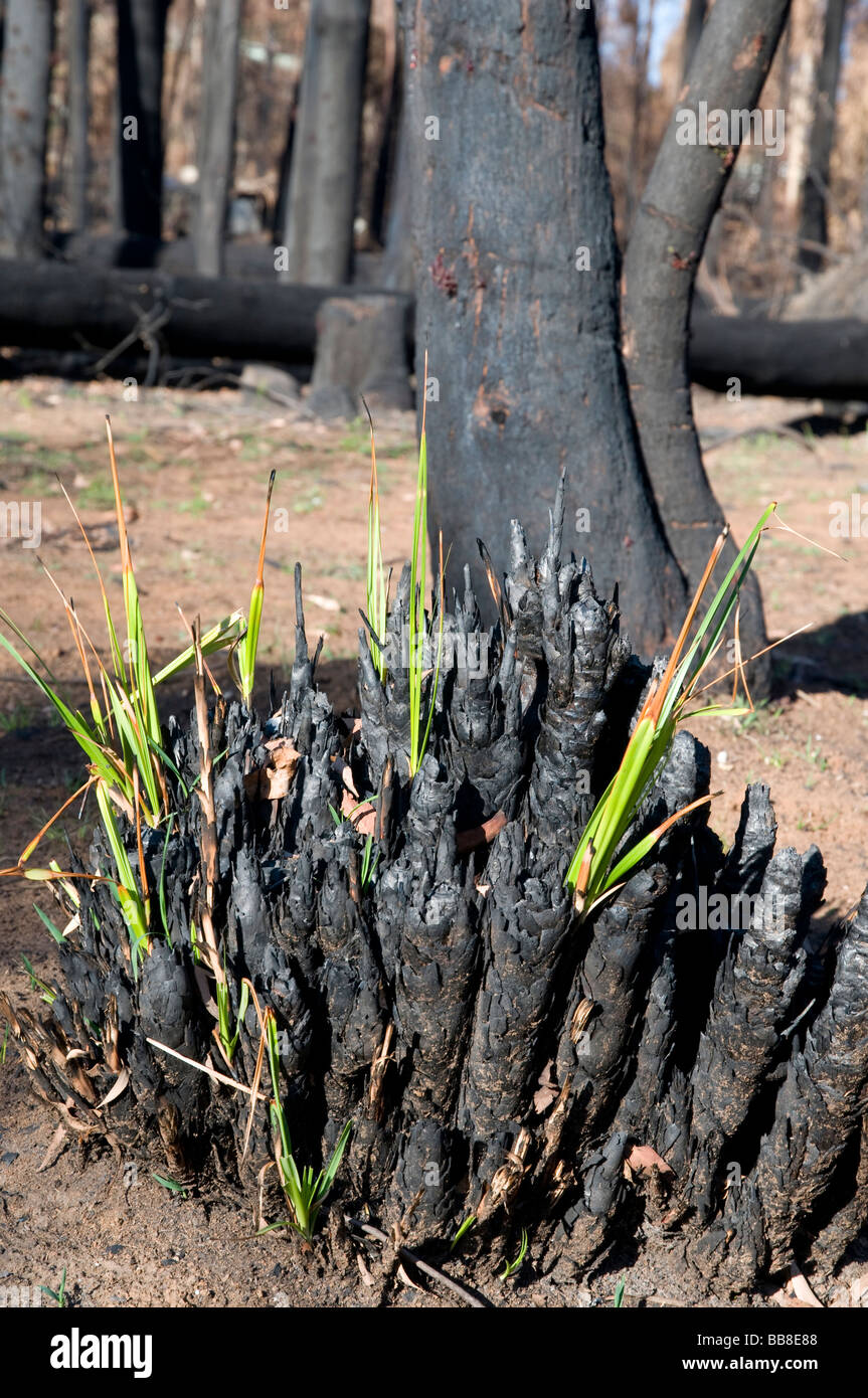 New green shoots growing from a burnt stump six weeks after a bushfire ...