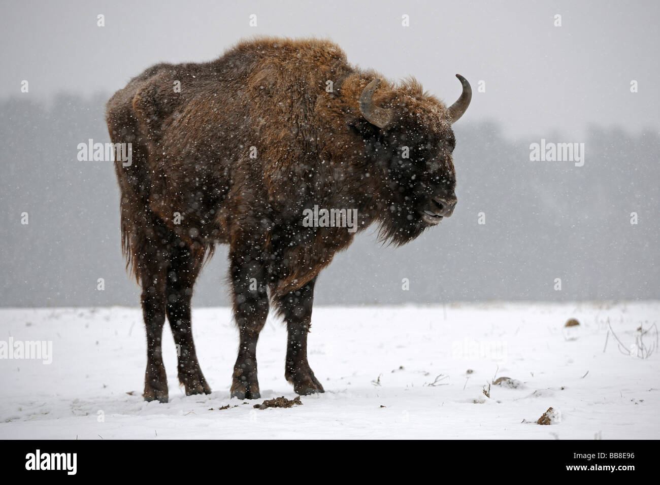 Europaisches wisent hi-res stock photography and images - Alamy
