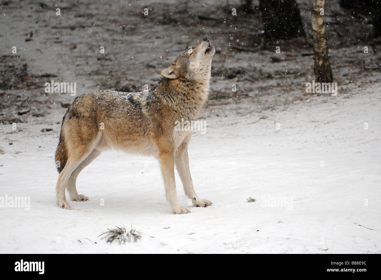 Wolf howling full length hi-res stock photography and images - Alamy