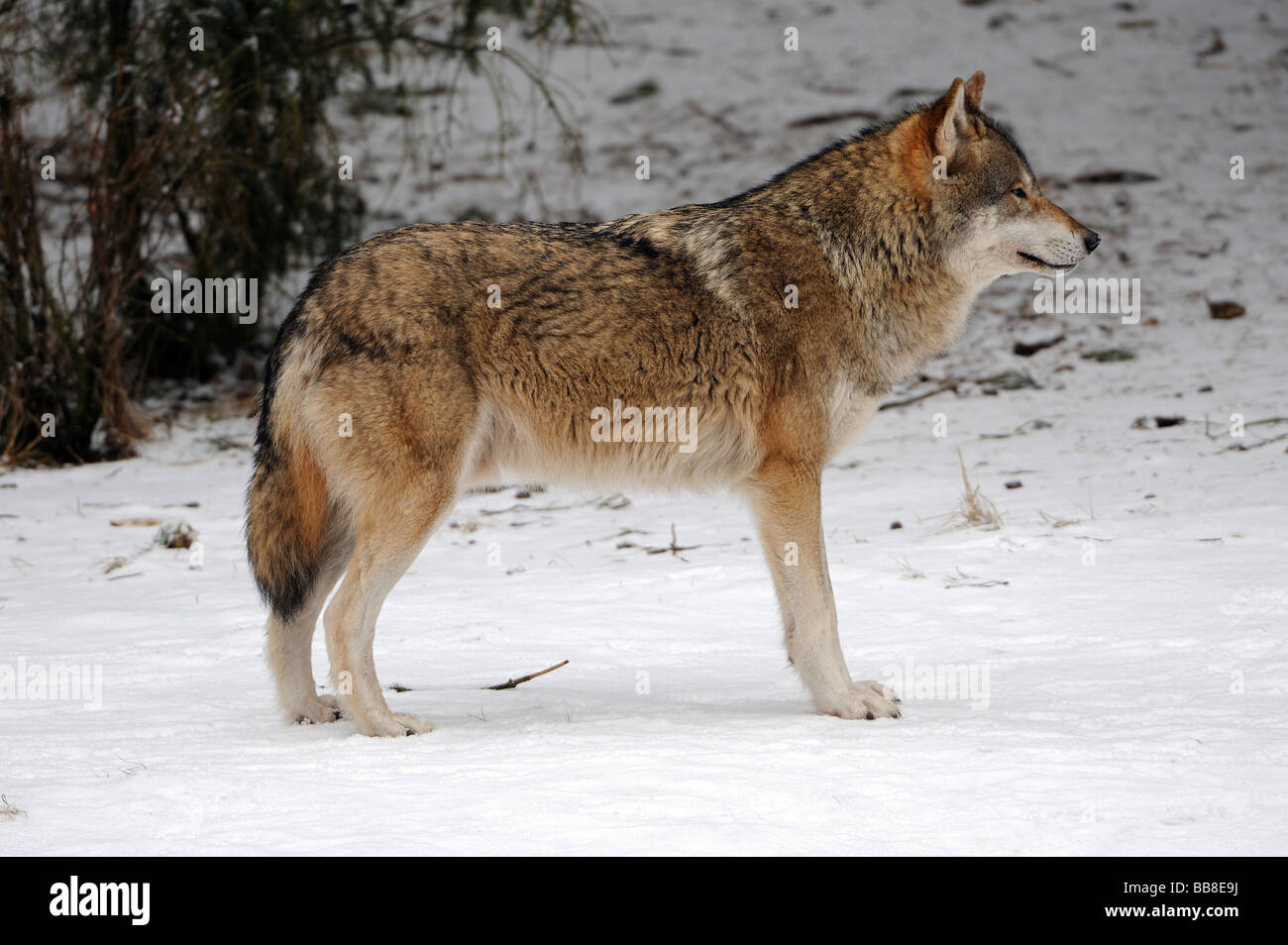 Wolf side profile hi-res stock photography and images - Alamy