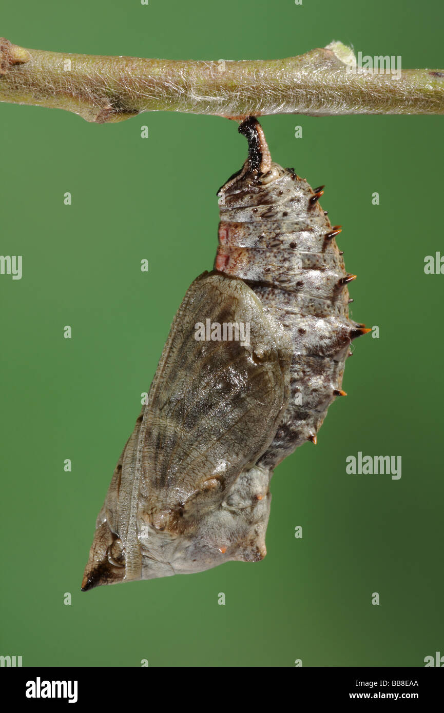 Camberwell Beauty Pupa - Nymphalis antiopa Stock Photo - Alamy