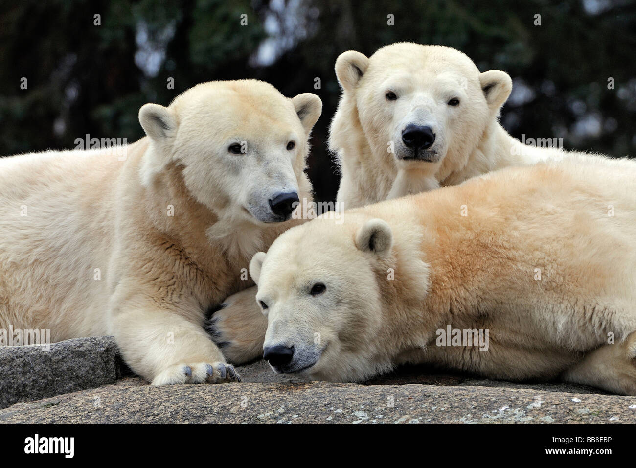 Three polar bears (Ursus maritimus Stock Photo - Alamy