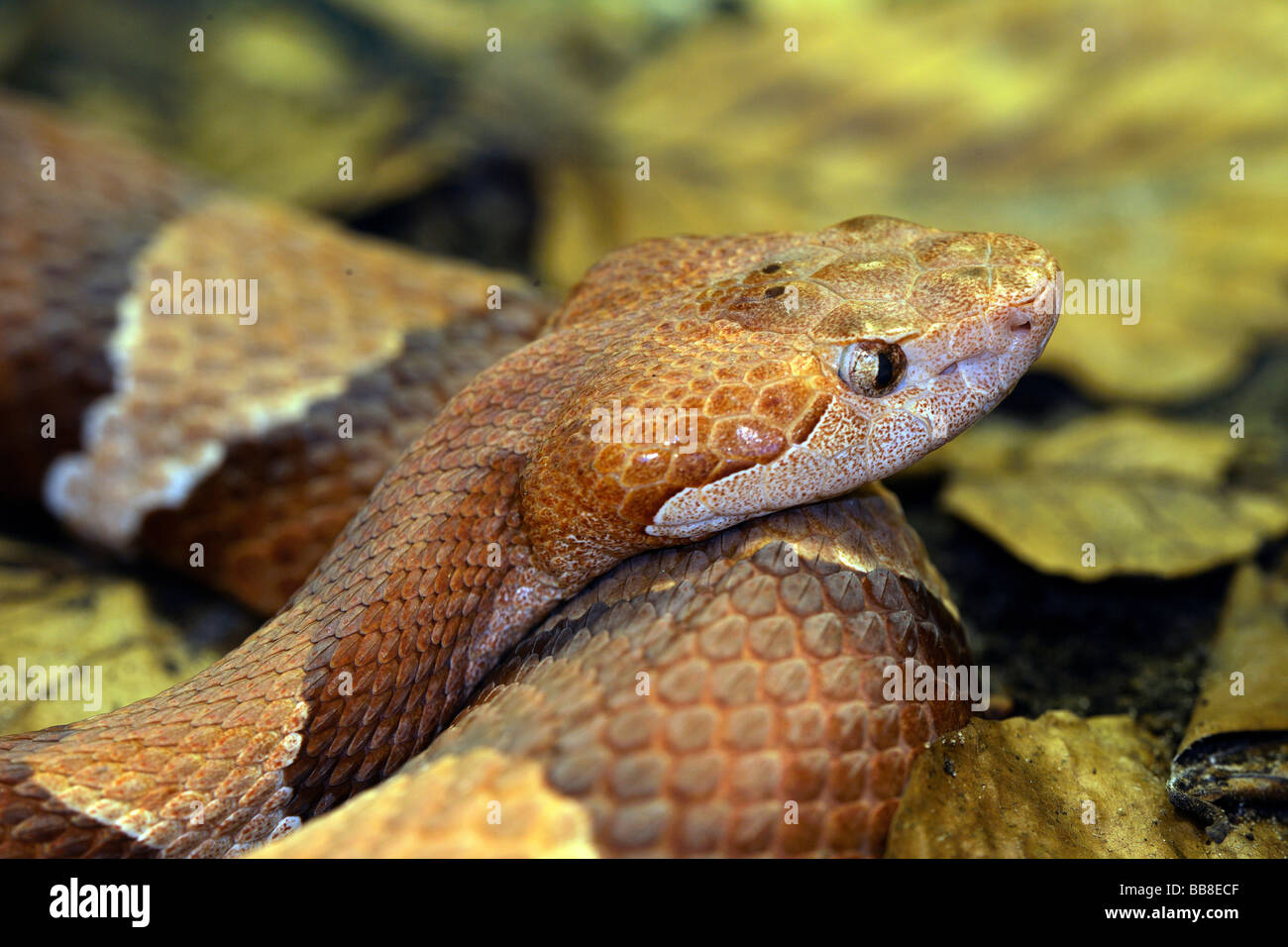 Copperhead (Agkistrodon contortrix mokeson), North America Stock Photo ...