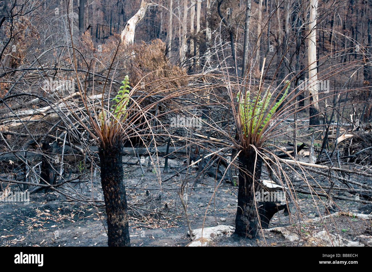 Burnt tree ferns showing new growth six weeks after a bushfire Stock ...