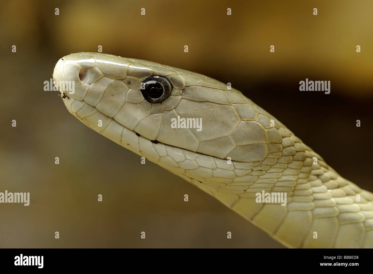 Schwarze mambas hi-res stock photography and images - Alamy