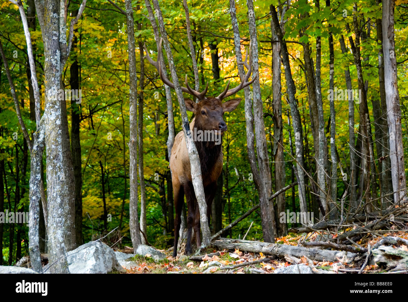 Wapiti wild hi-res stock photography and images - Alamy
